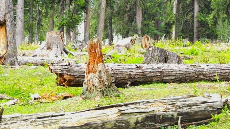 Forest degradation in KP: Timber mafia and environmental crisis under ...